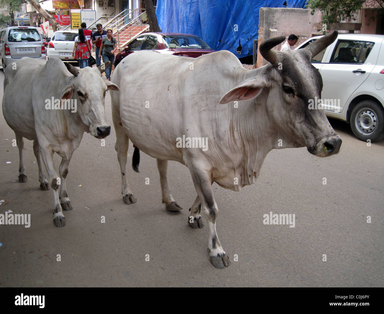 Holy cows on the street next to vehicles and people in Delhi, India ...