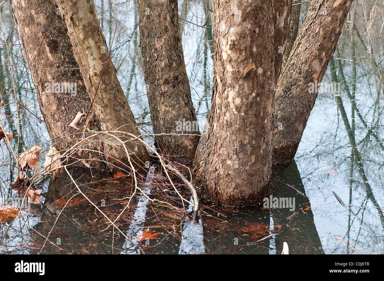 Flooded forest flood hi-res stock photography and images - Alamy