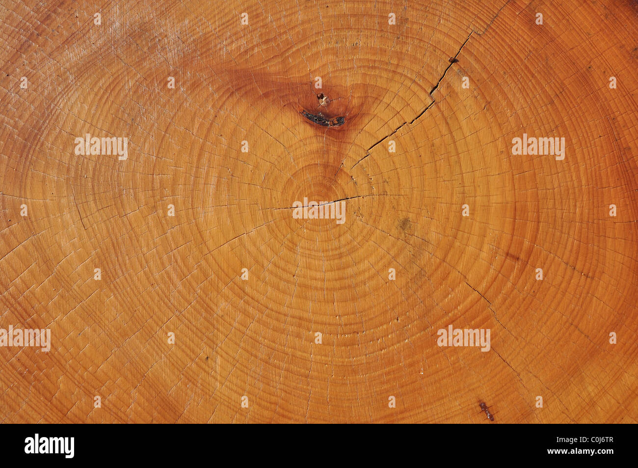 Cross sections of trees of Ireland Stock Photo - Alamy