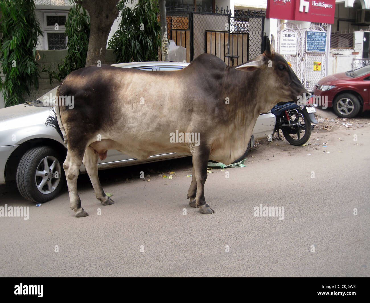 Holy cow india hi-res stock photography and images - Alamy