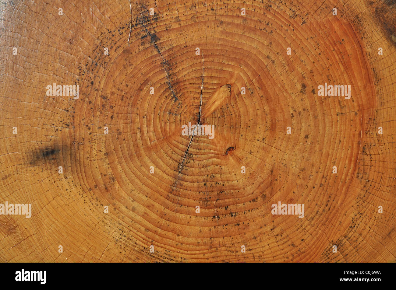 Cross sections of trees of Ireland Stock Photo - Alamy
