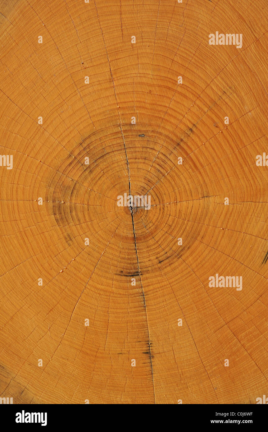 Cross sections of trees of Ireland Stock Photo - Alamy