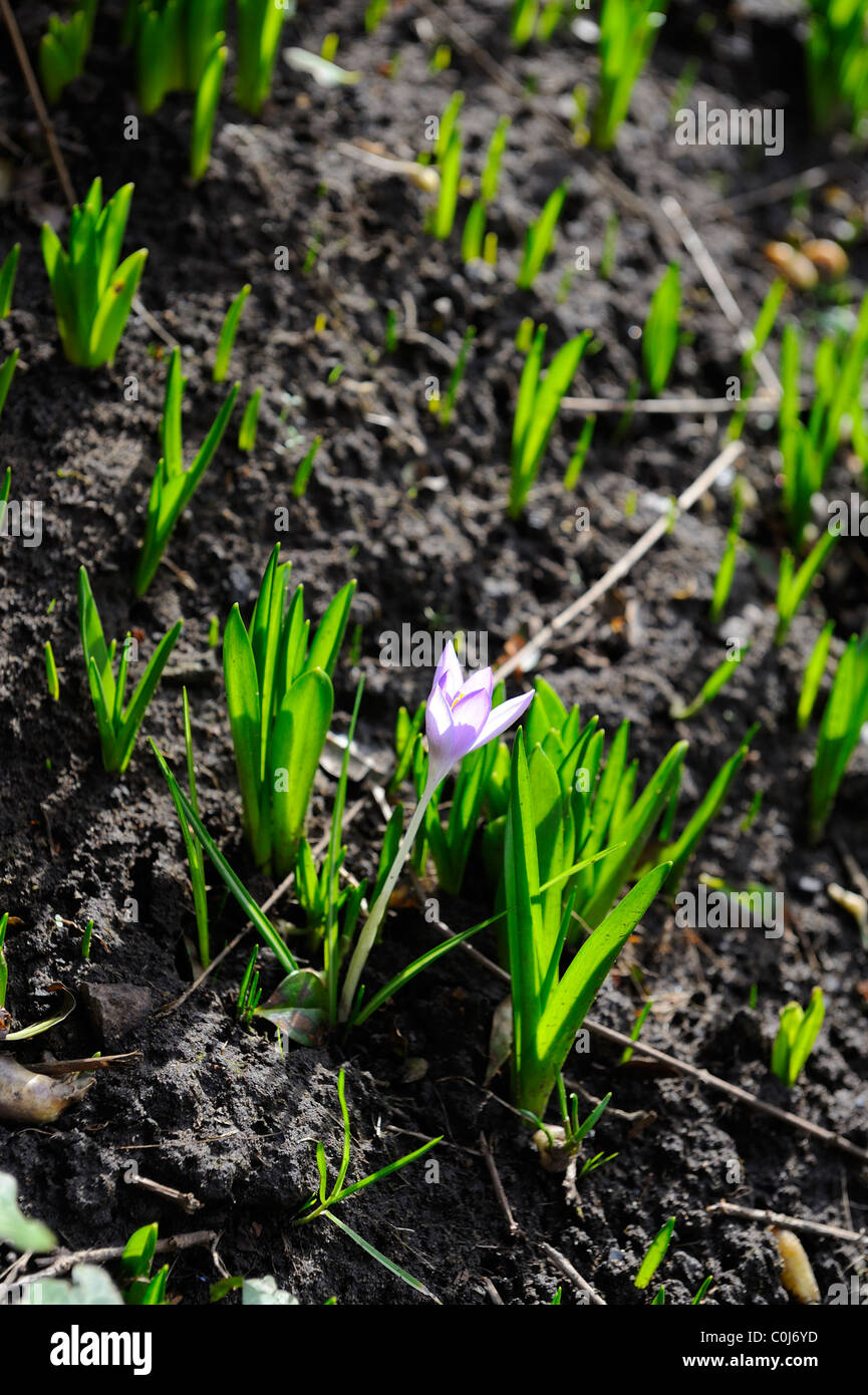 first shoots of spring Stock Photo - Alamy
