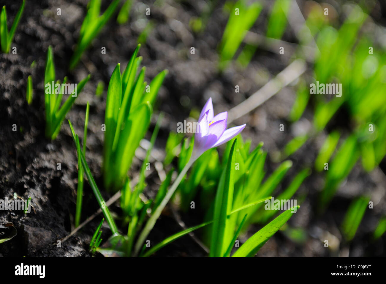 first shoots of spring Stock Photo - Alamy