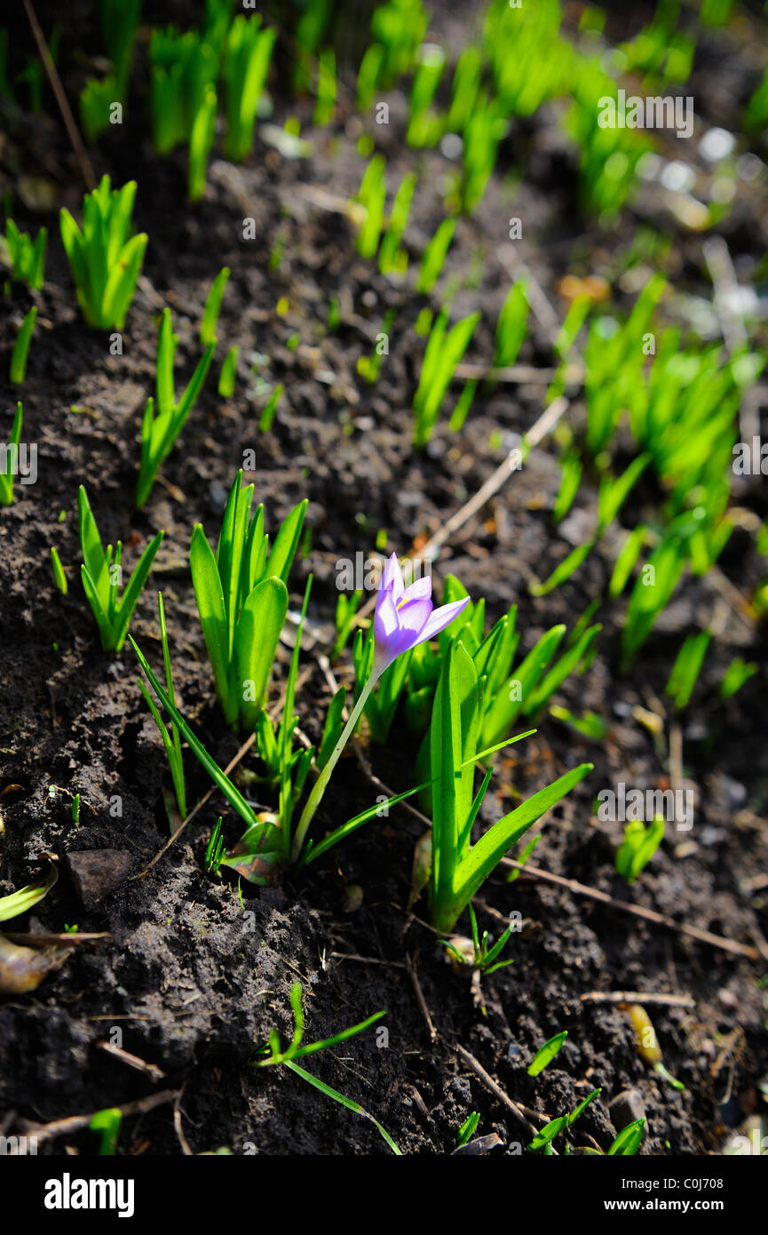 first shoots of spring Stock Photo - Alamy