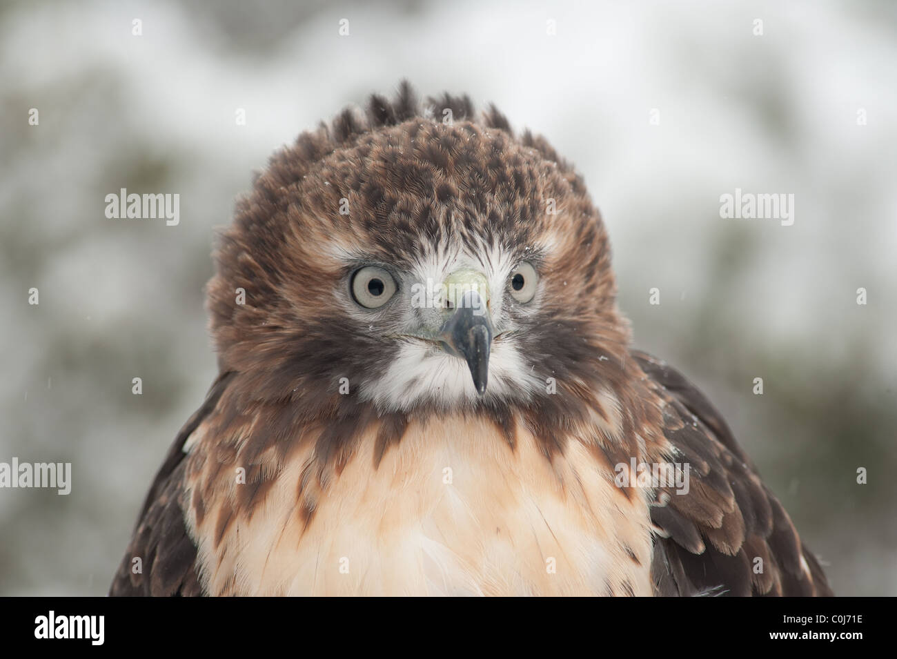 Head shot of wild red-tailed hawk looking at the camera with snow in ...