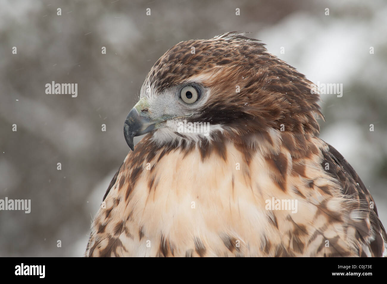 Head shot of wild red-tailed hawk looking to the left with snow in the ...