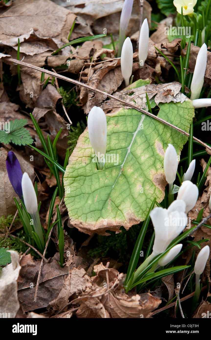 Crocus plant hi-res stock photography and images - Alamy