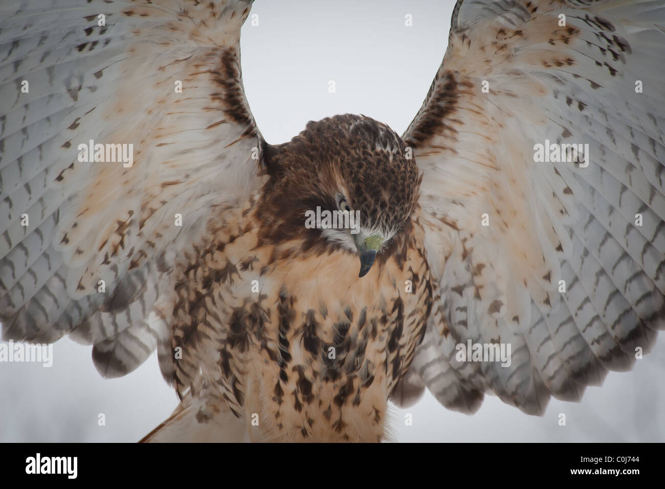 Red Tailed hawk in the snow with wings spread out Stock Photo - Alamy