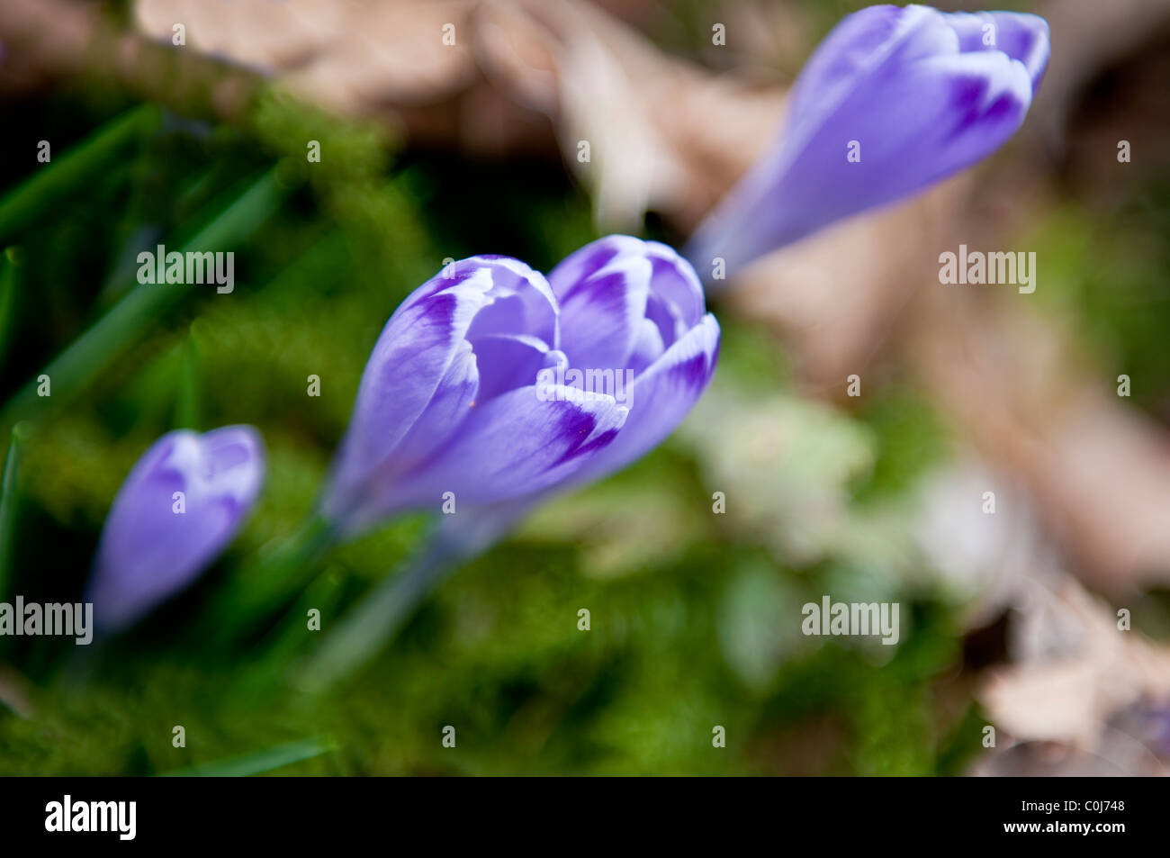 Blue crocus hi-res stock photography and images - Alamy