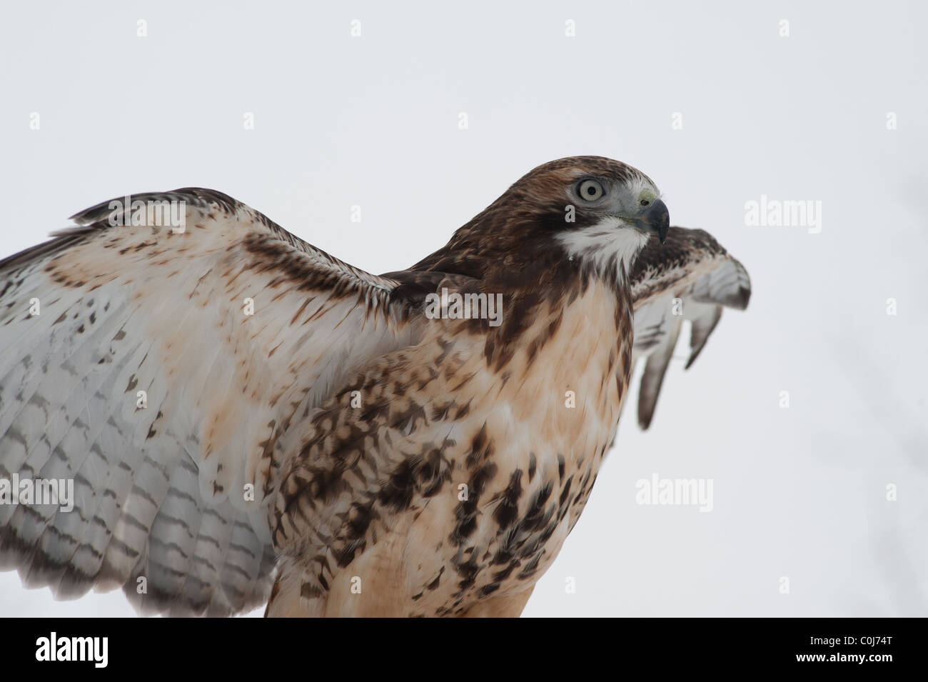 Red Tailed hawk in the snow with wings spread out Stock Photo - Alamy