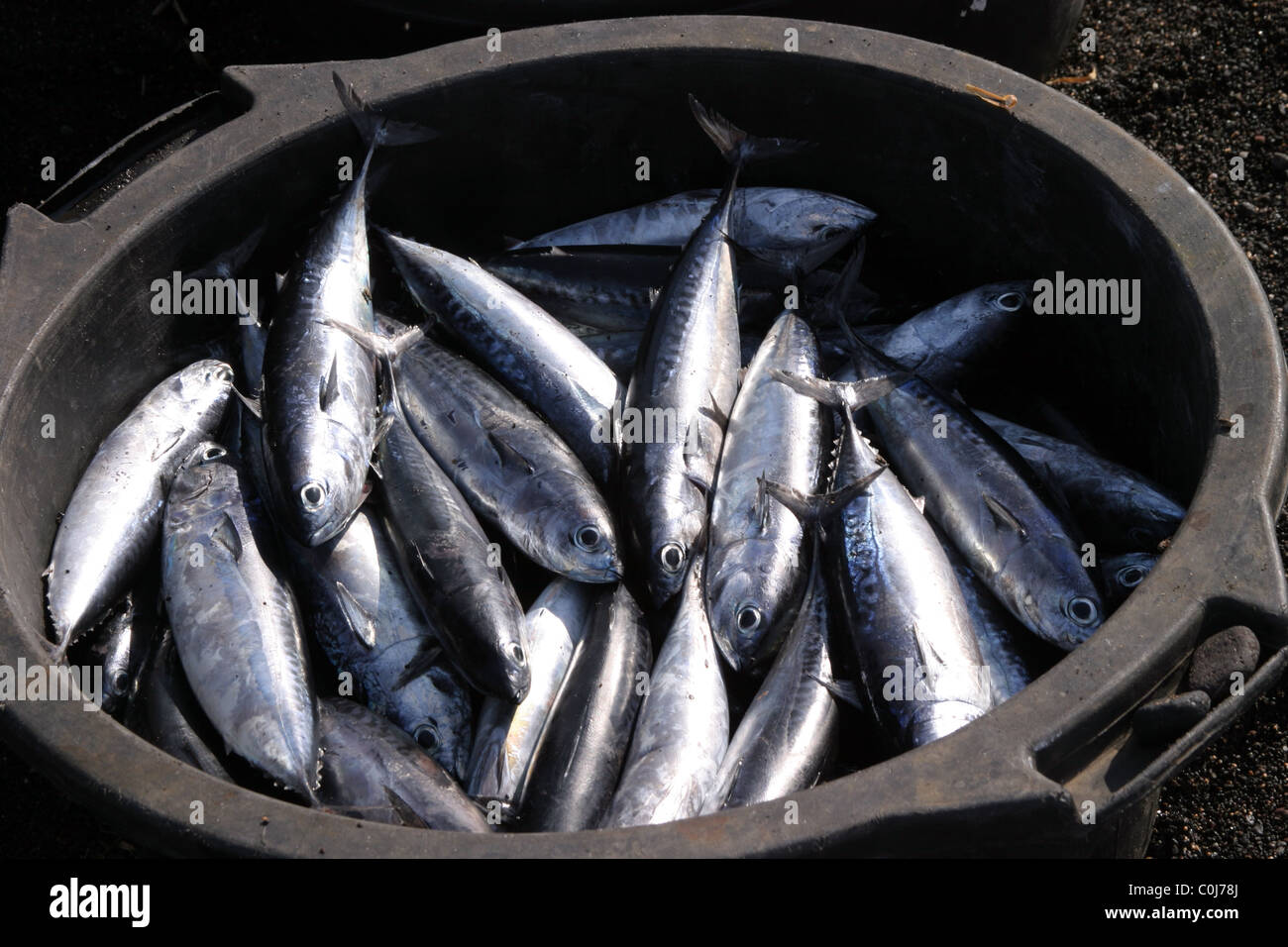 Fish in a bucket hi-res stock photography and images - Alamy