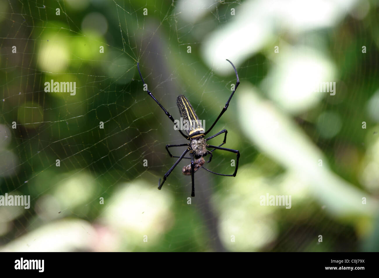 Large tropical spider eating prey Stock Photo - Alamy