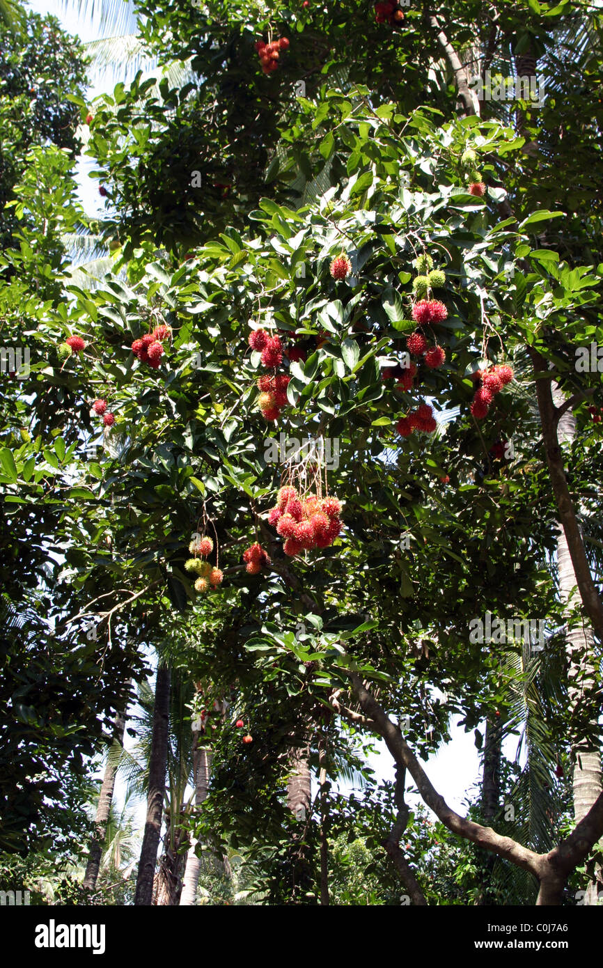 Lychee tree bearing fruit in Bali Stock Photo - Alamy
