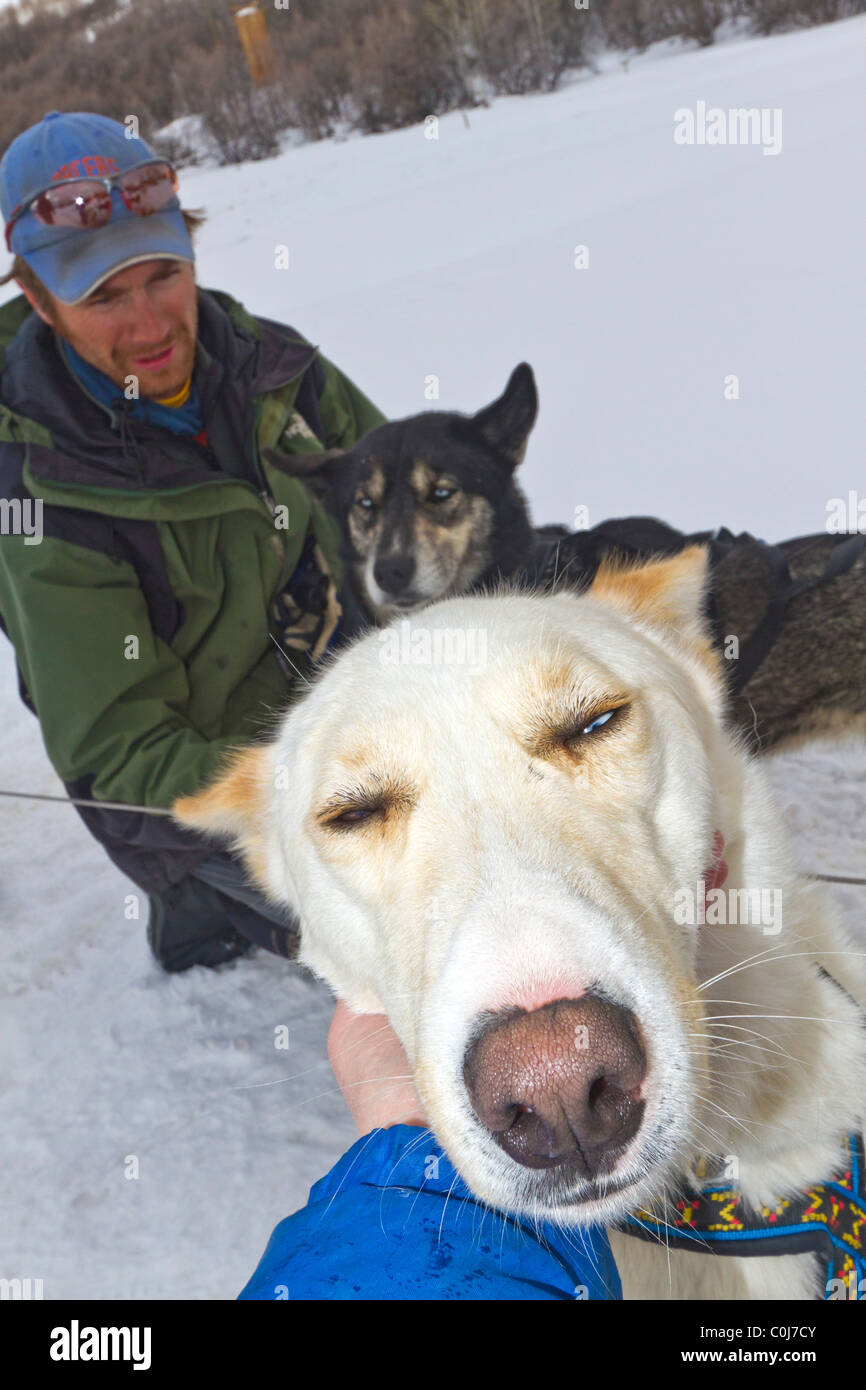 Sled dog guide prepares his dogs for a run in a rural area outside Park ...