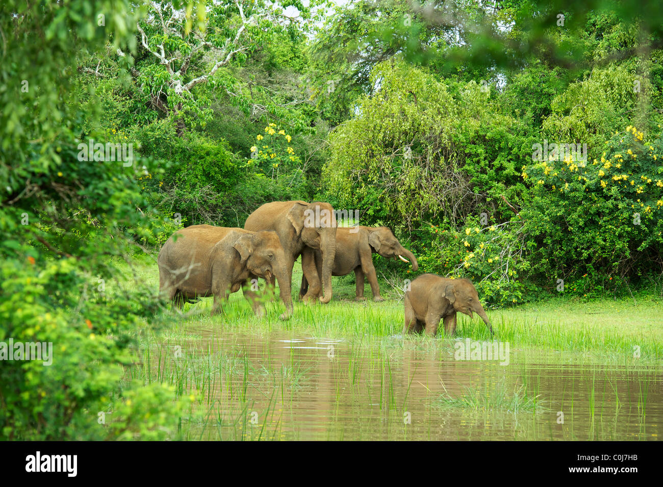 Yala National Park Elephant