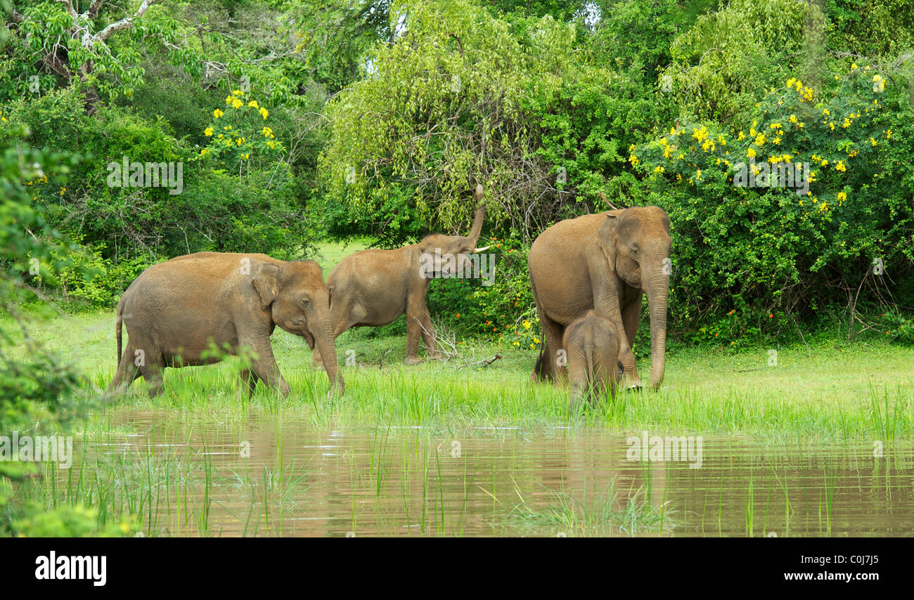 Asian Elephant Family