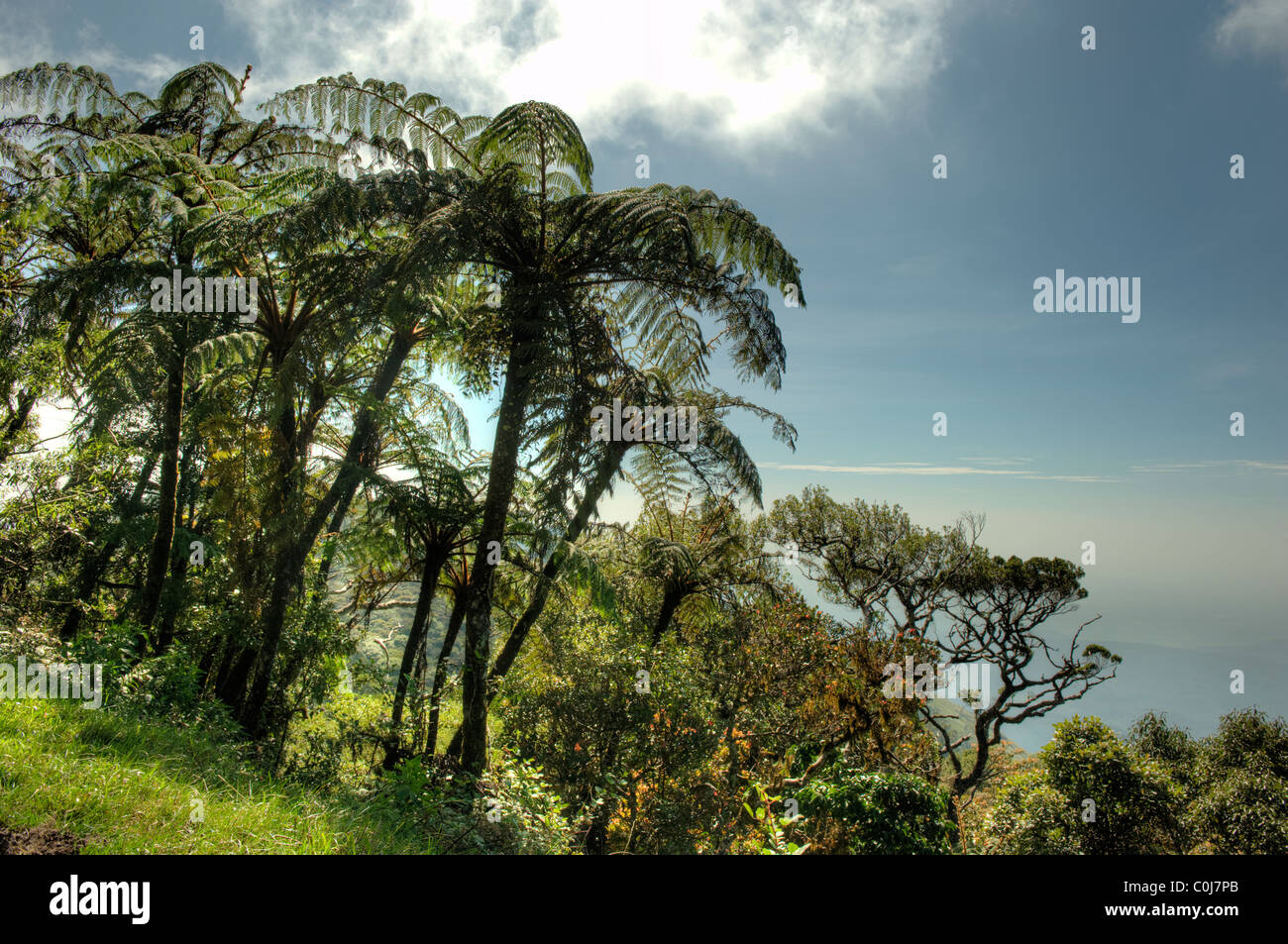 Tree ferns Sri Lanka Stock Photo - Alamy