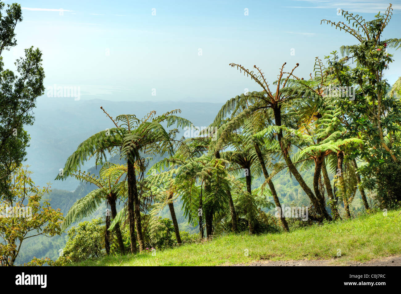 Tree ferns Sri Lanka Stock Photo - Alamy