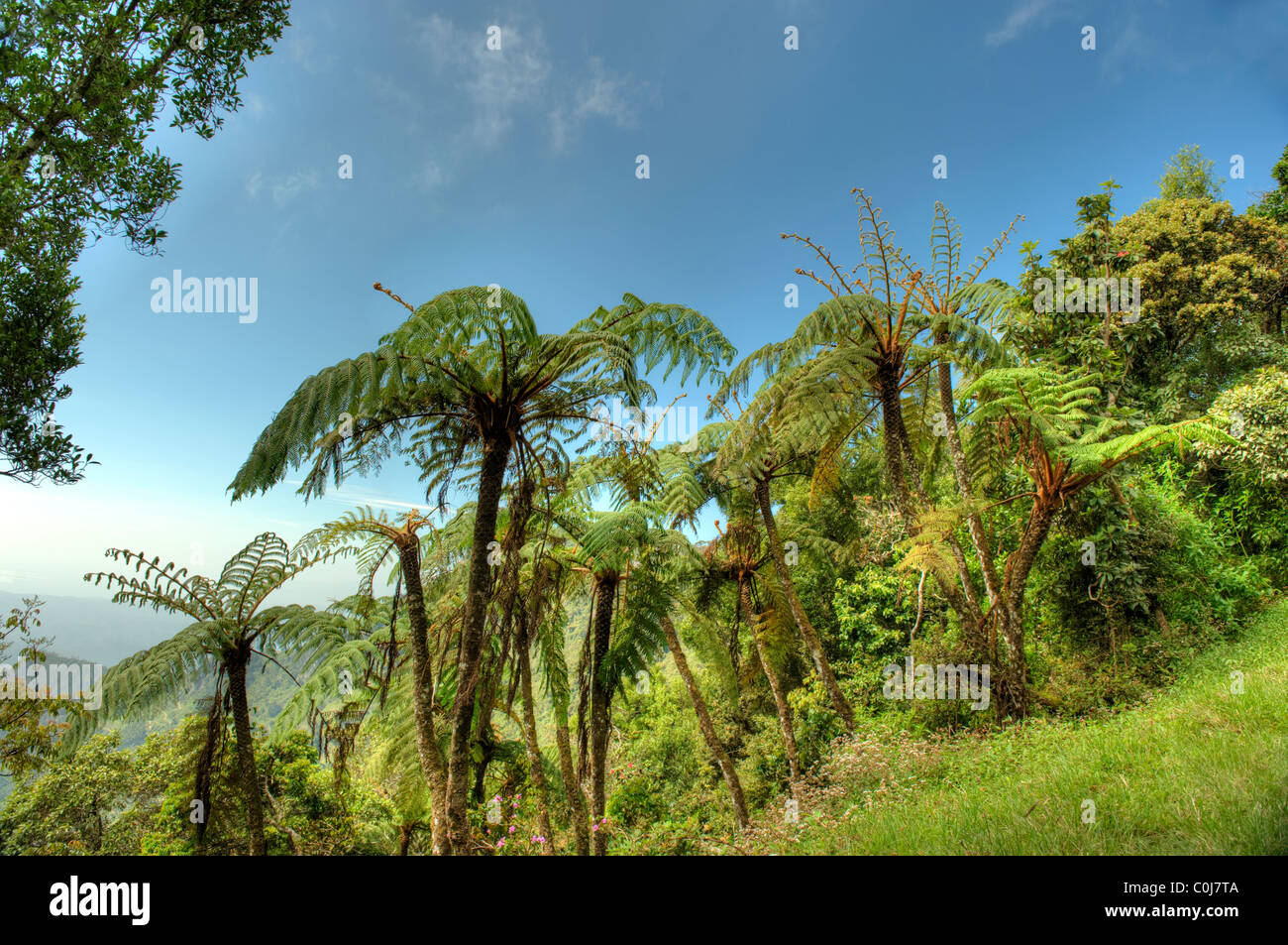 Southeast asia ferns hi-res stock photography and images - Alamy