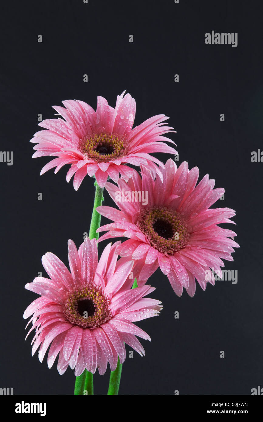 Spring flowers for damp hi-res stock photography and images - Alamy