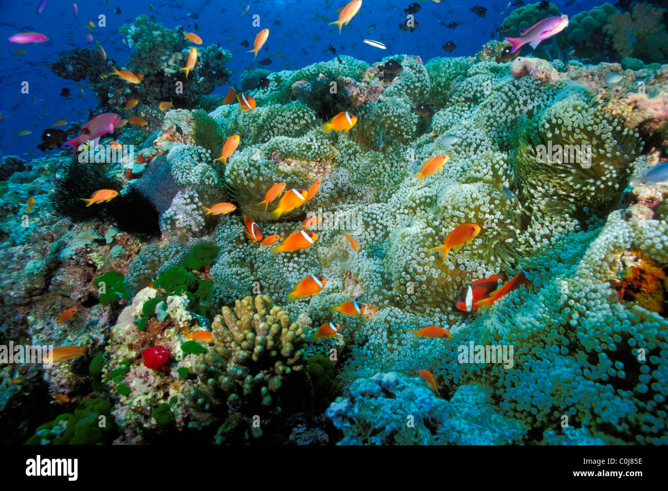 Tropical coral reef, Fiji, Pacific Ocean Stock Photo - Alamy
