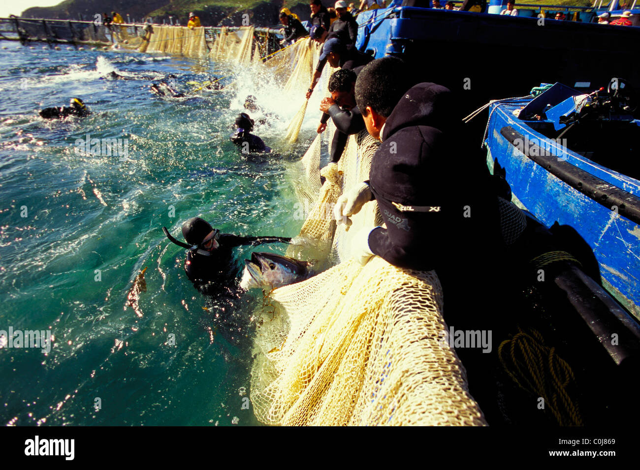 Northern Bluefin tuna, Thunnus thynnus, Baja California, Mexico ...
