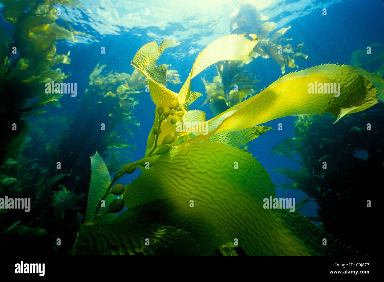 Giant kelp, Macrocystis pyrifera, forest, California, Pacific Ocean ...