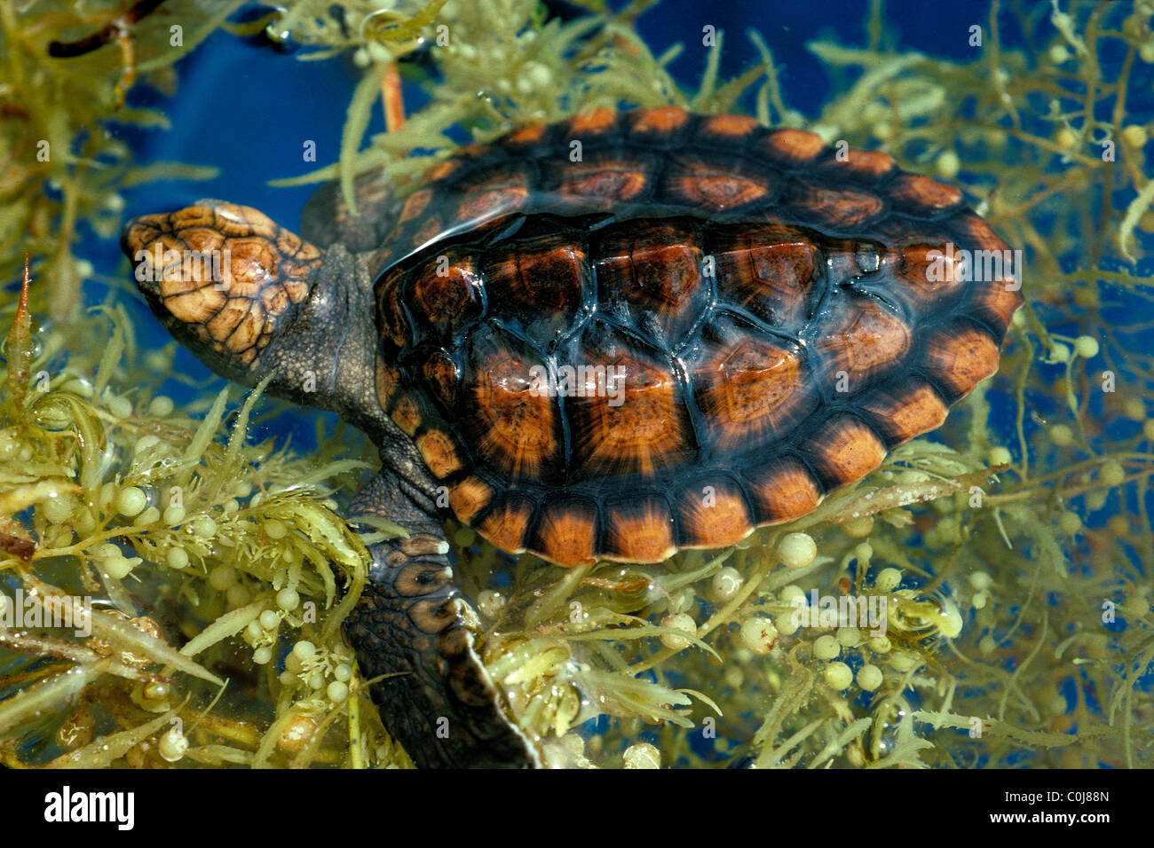 Juvenile Loggerhead sea turtle, Caretta caretta, Florida, Atlantic ...