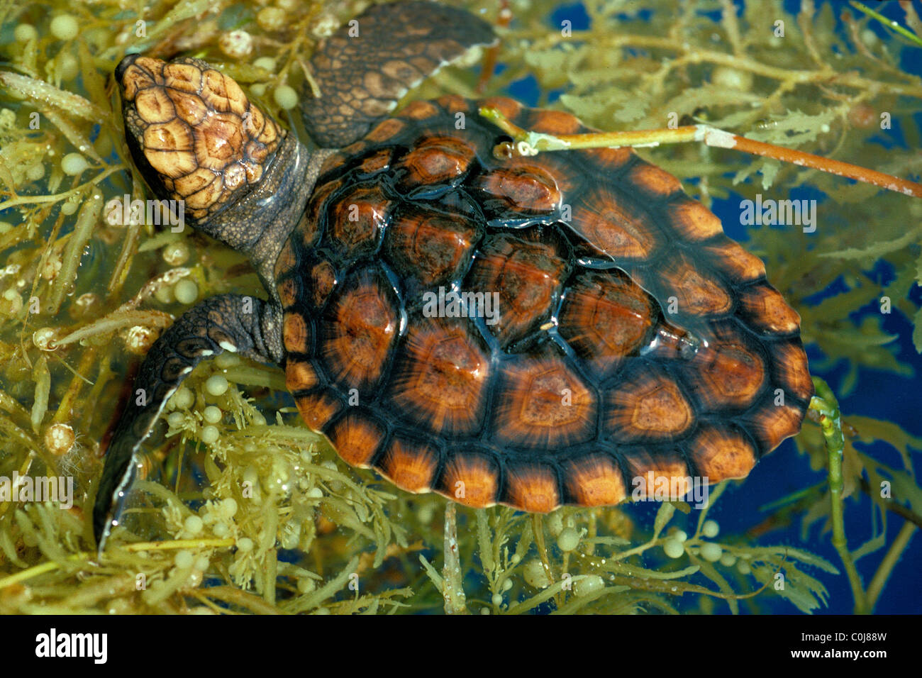 Juvenile Loggerhead sea turtle, Caretta caretta, Florida, Atlantic ...