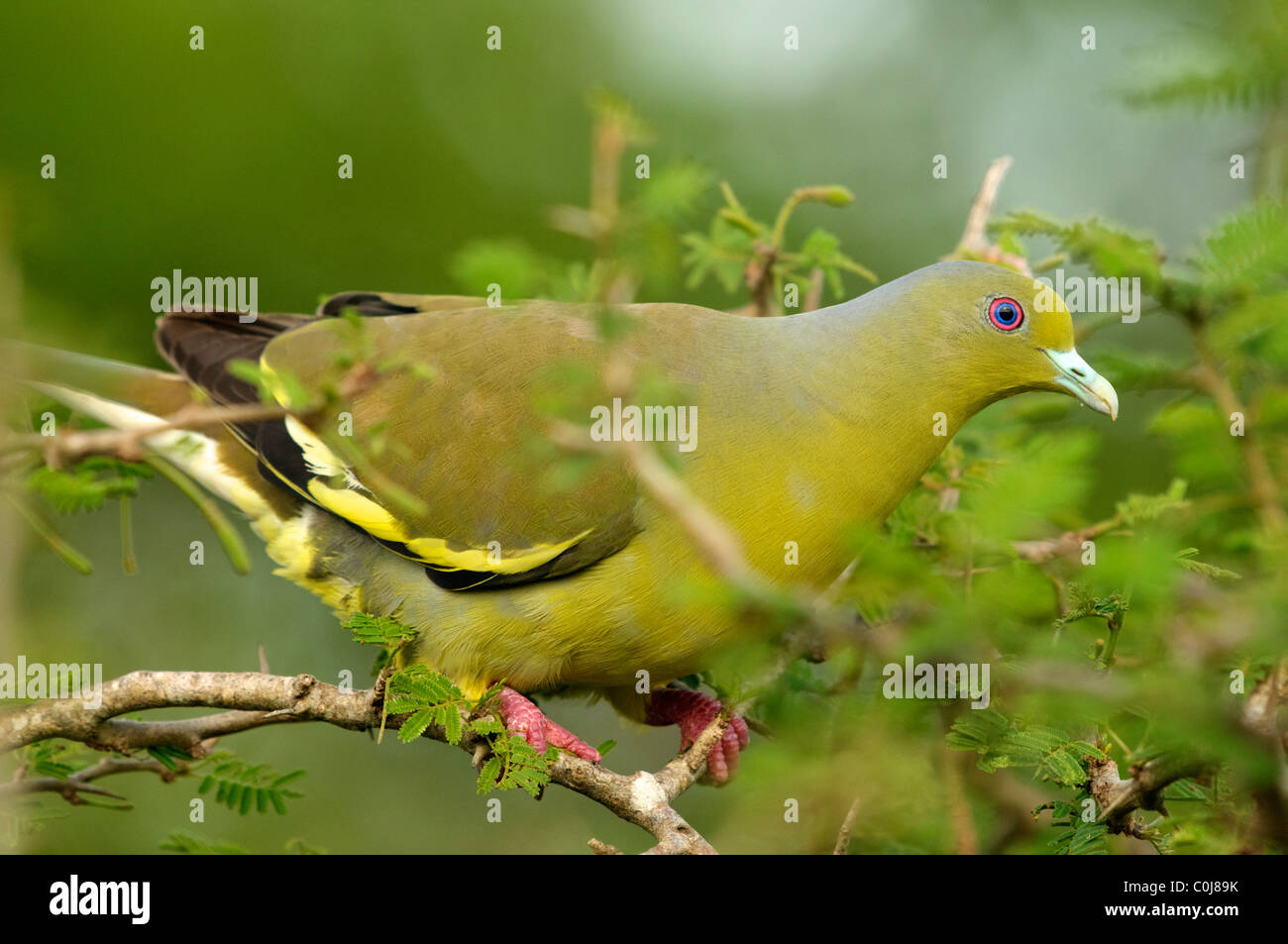 Orange Breasted Green Pigeon