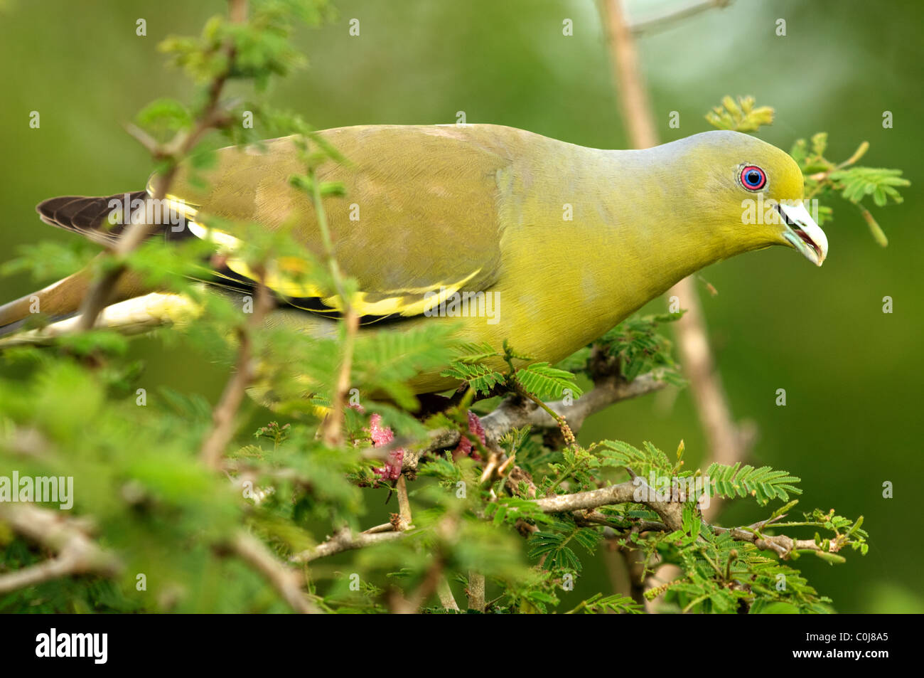 Orange Breasted Green Pigeon