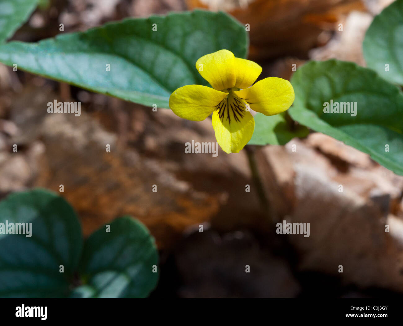 Halberd leaf violet hi-res stock photography and images - Alamy