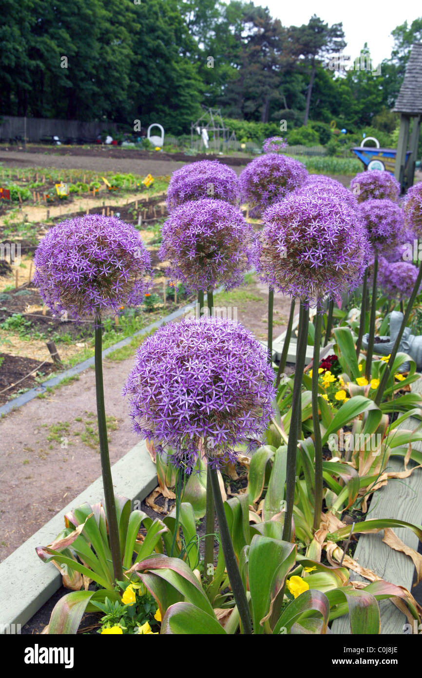 Allium aflatunense allium aflatunense hi-res stock photography and ...