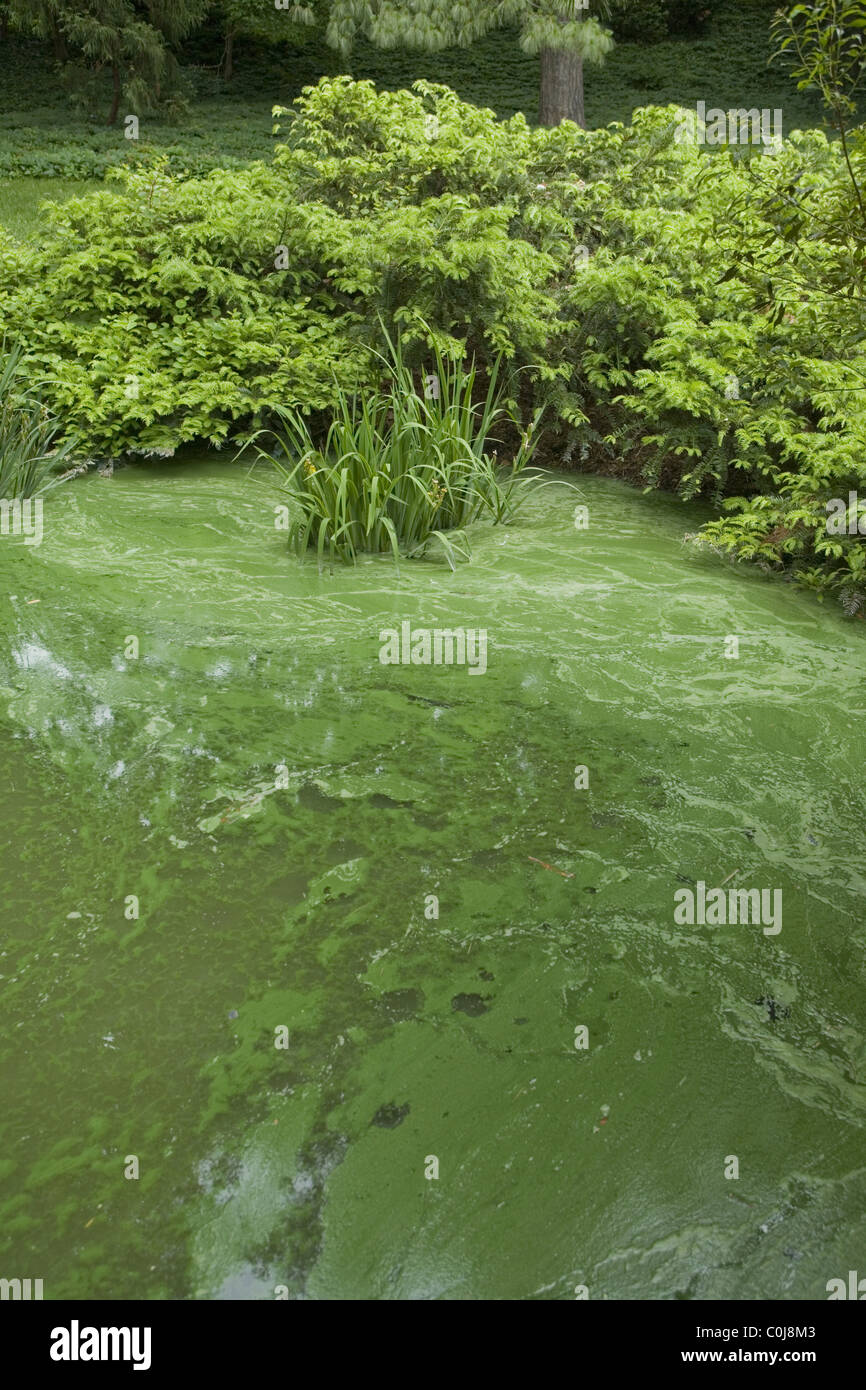 Pond Pond Algae High Resolution Stock Photography and Images - Alamy