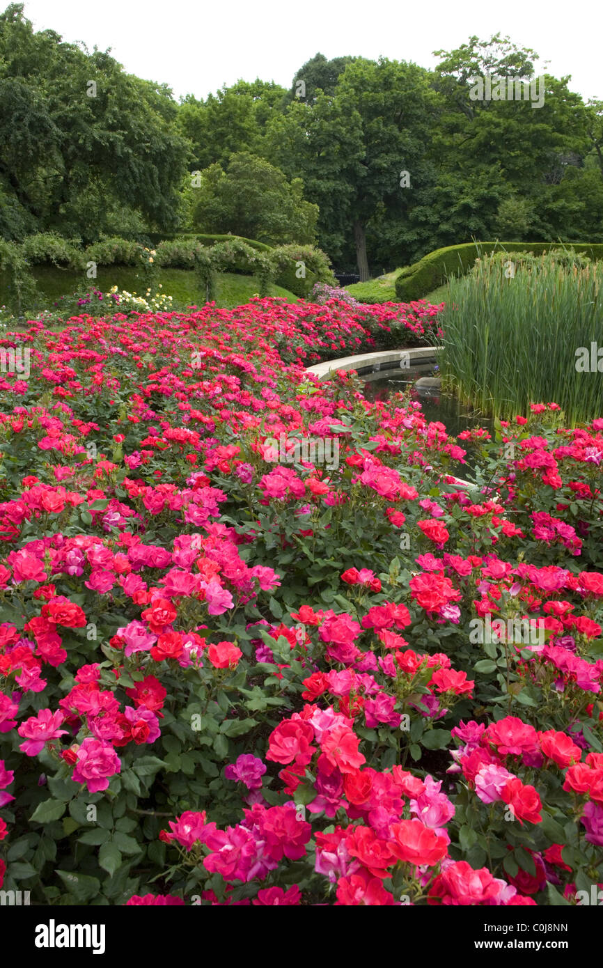 Rose arc area at the Brooklyn Botanic Garden in Brooklyn, New York ...