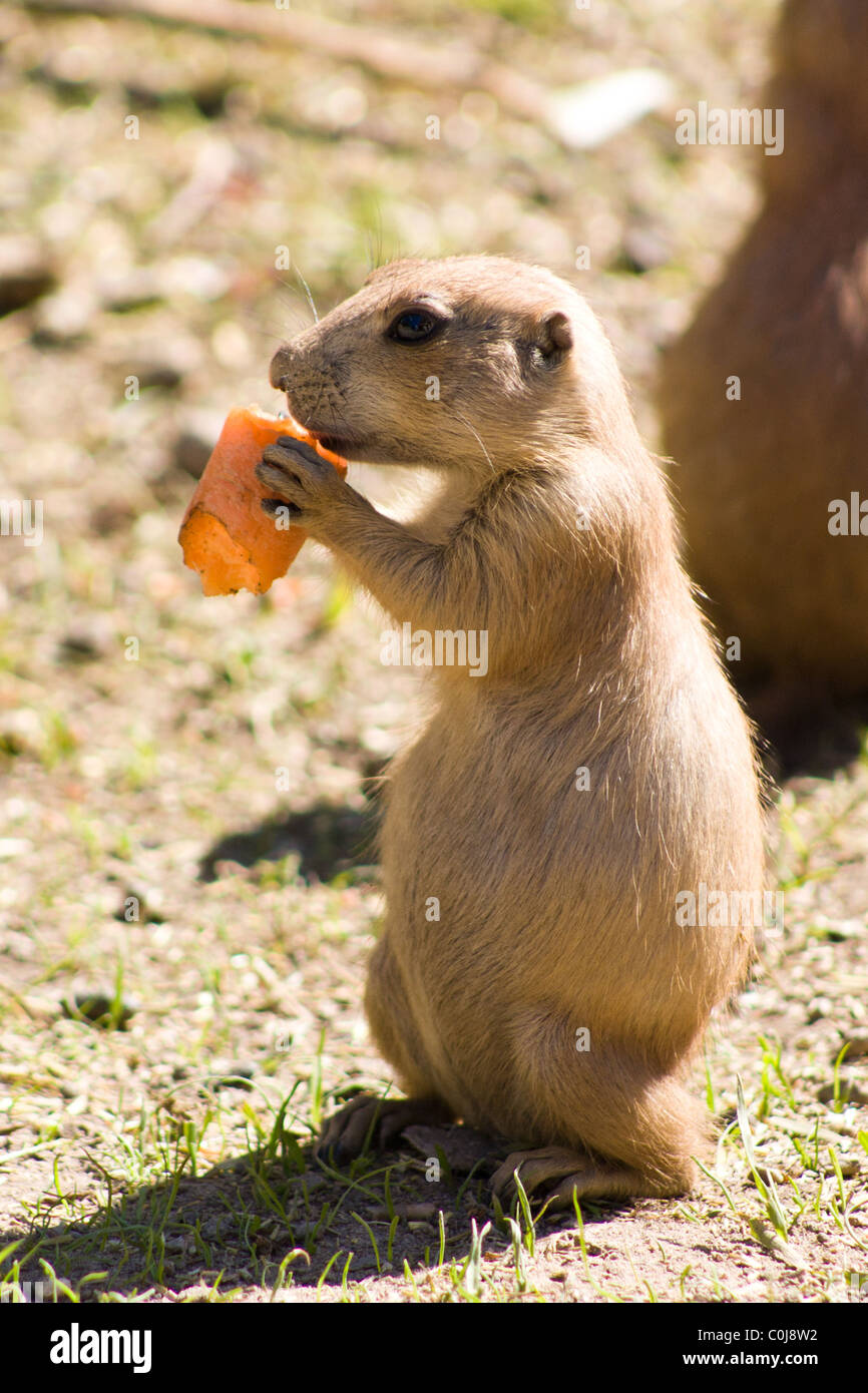 A young Mexican prairie dog (Cynomys mexicanus) eating a carrot in the ...