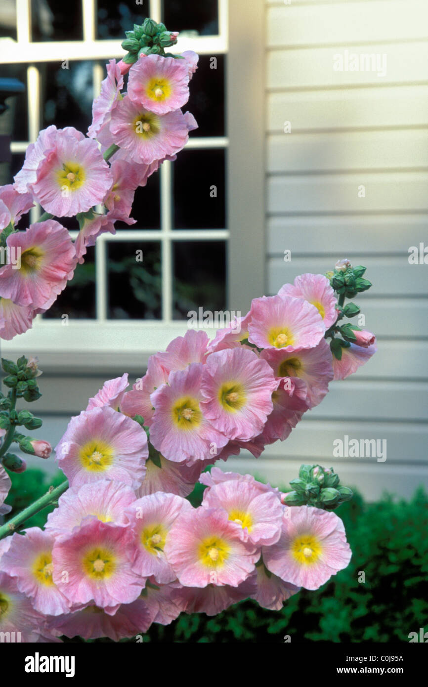 OLD-FASHIONED PINK HOLLYHOCKS (ALCEA) IN A MINNESOTA HOME GARDEN ...