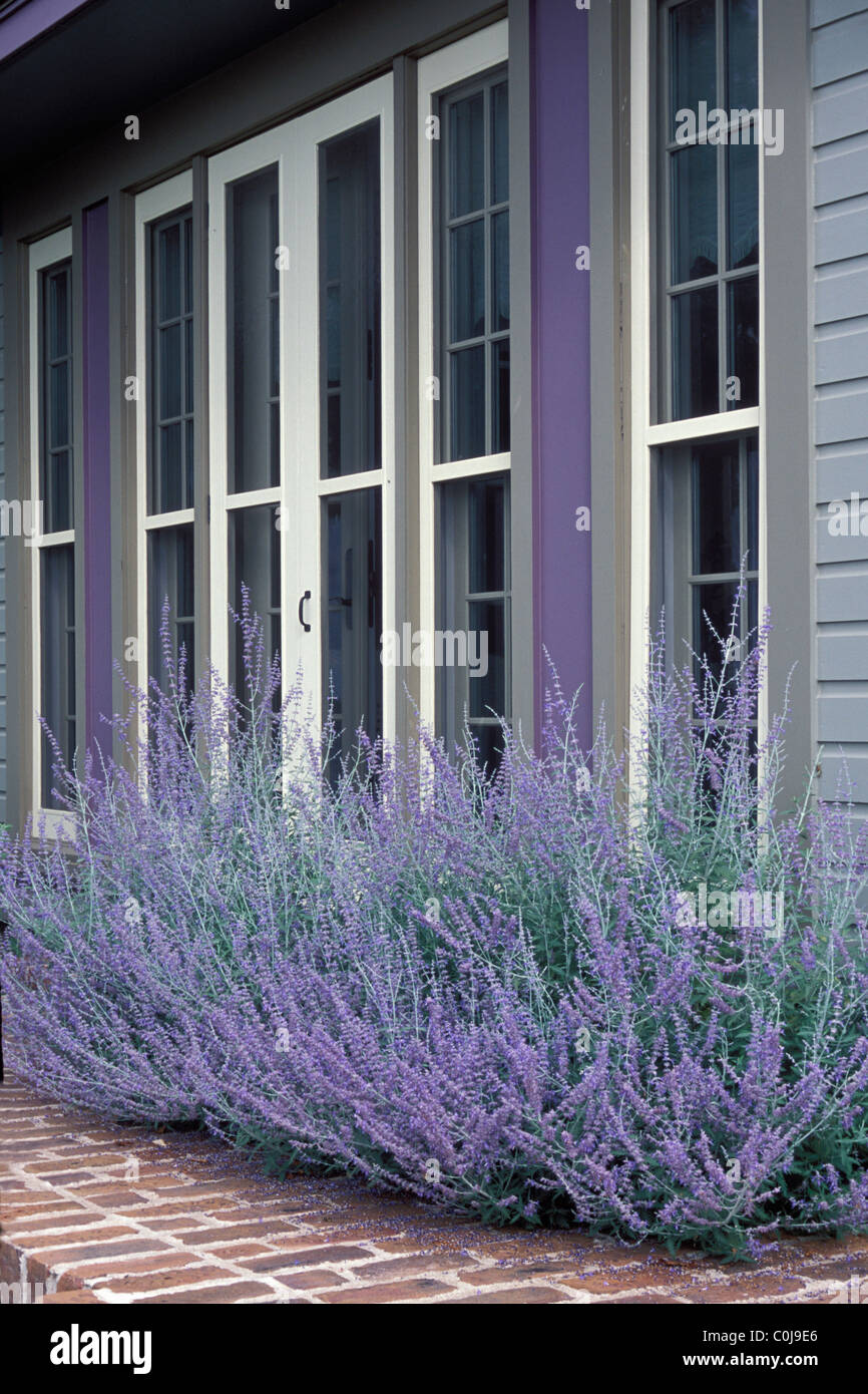 RUSSIAN SAGE BORDERS TALL WINDOWS OF A MINNESOTA HOME. SUMMER Stock ...