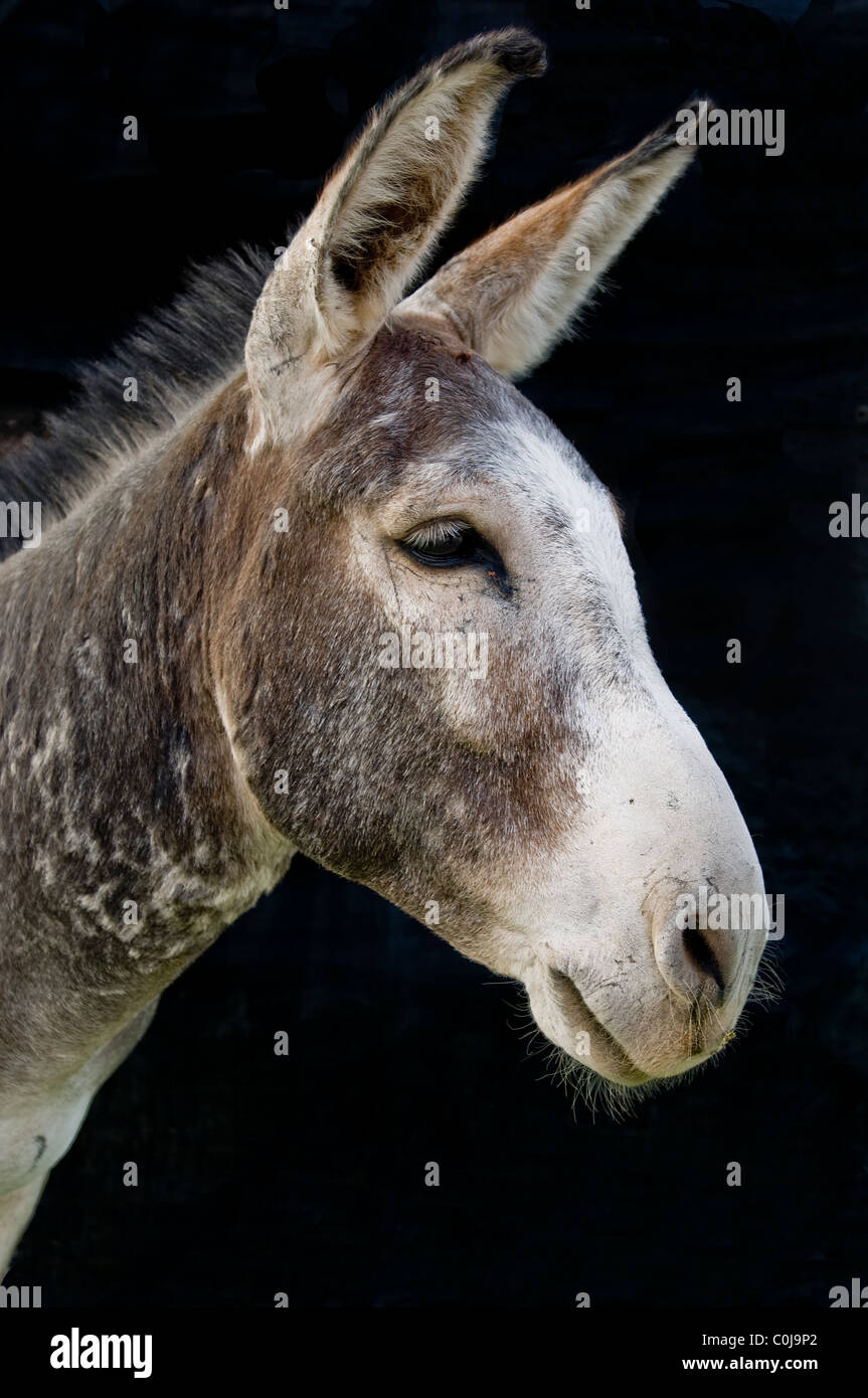 burro portrait on a black background. old route 66 ghost town of Oatman ...