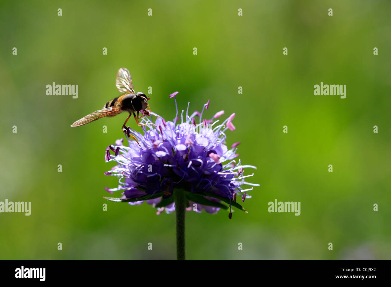 Red clover bee hi-res stock photography and images - Alamy