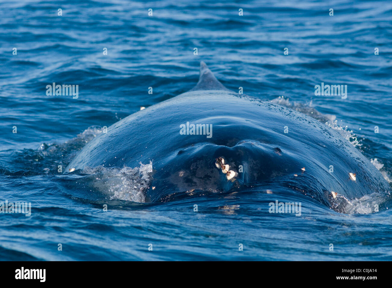Barnacles whale hi-res stock photography and images - Alamy