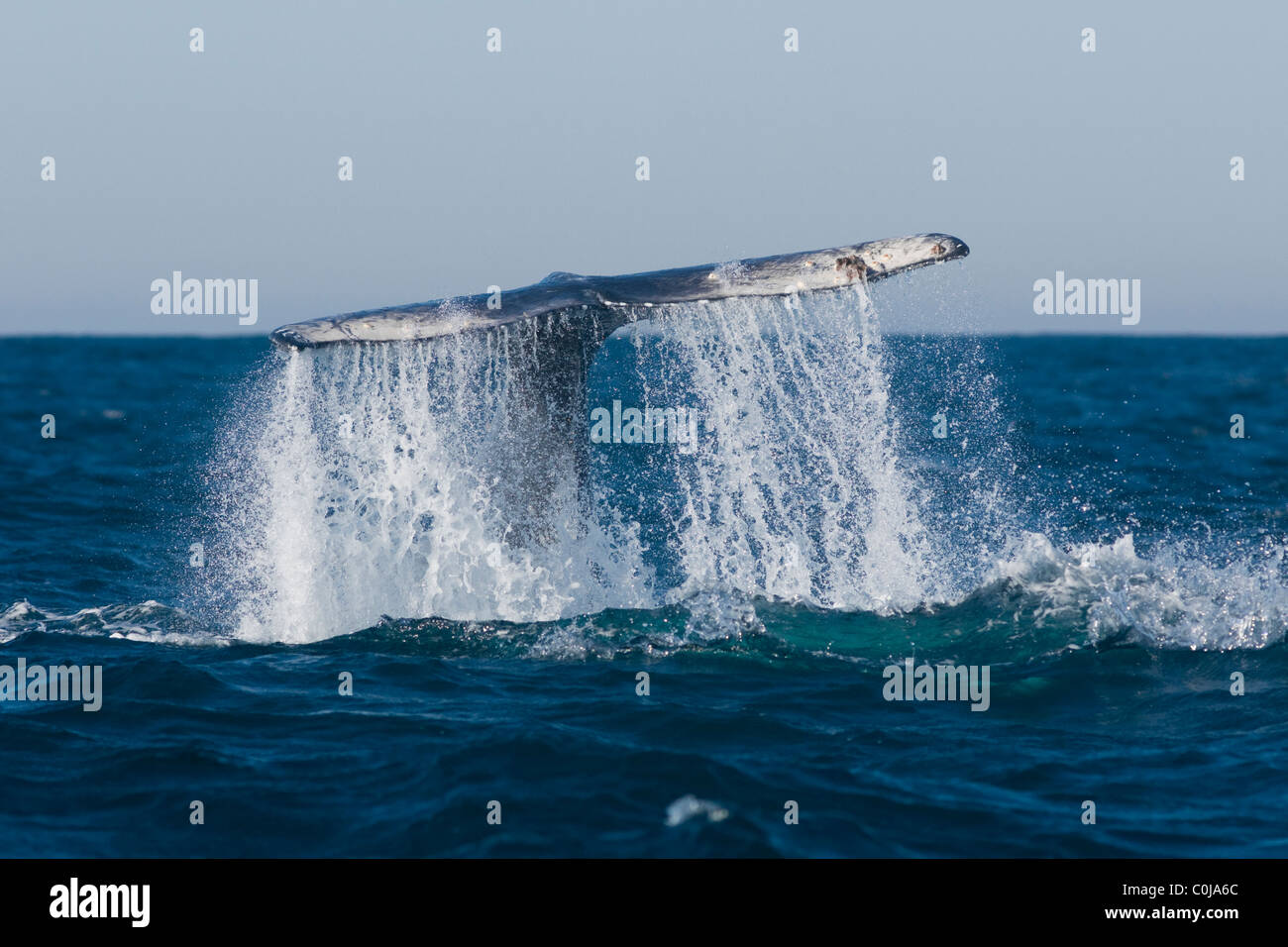 Whale tail slap hi-res stock photography and images - Alamy