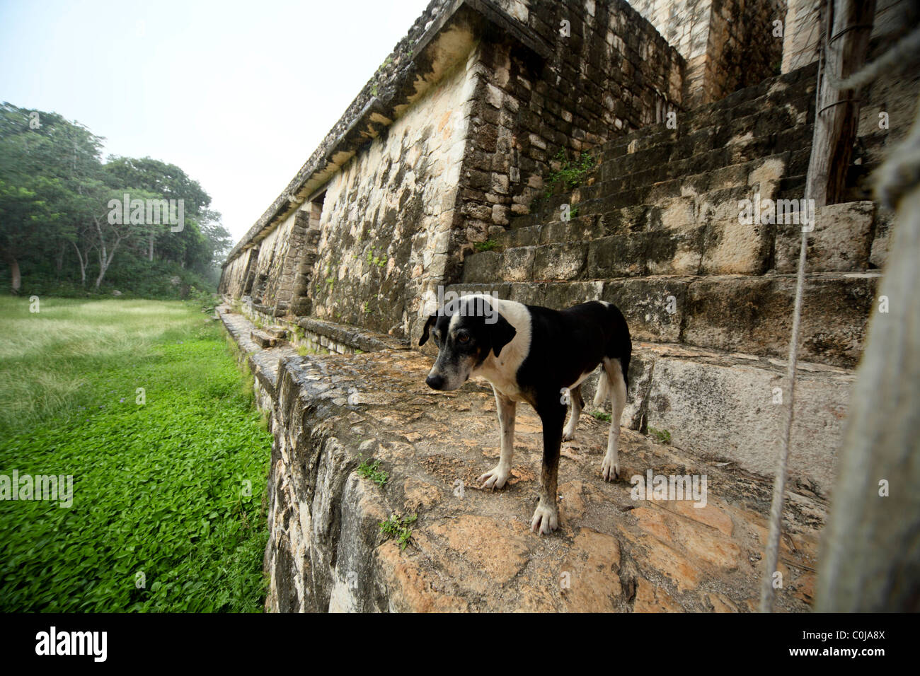 DOG AT THE ANCIENT MAYAN RUINS OF EK BALAM, MEXICO Stock Photo - Alamy