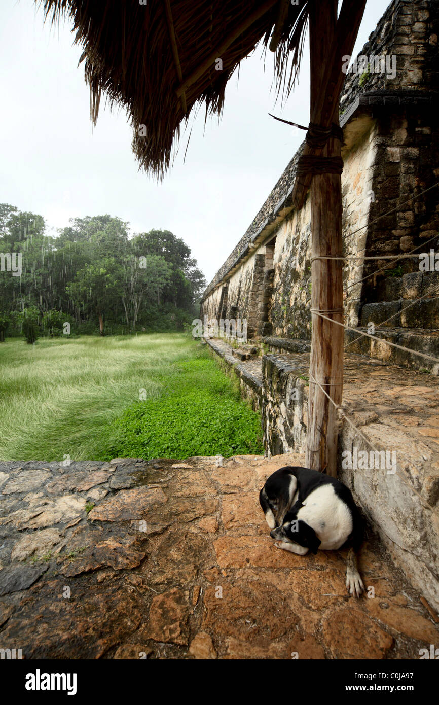 DOG RESTING AT THE ACROPOLIS, ANCIENT MAYAN RUINS OF EK BALAM, YUCATAN ...