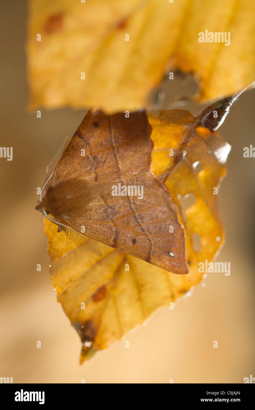 Feathered Thorn (Colotois pennaria) on Autumn leaves Stock Photo - Alamy