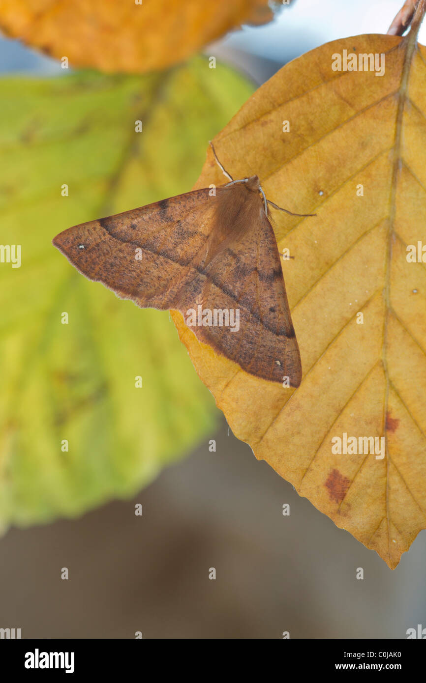 Feathered Thorn (Colotois pennaria) on Autumn leaves Stock Photo - Alamy
