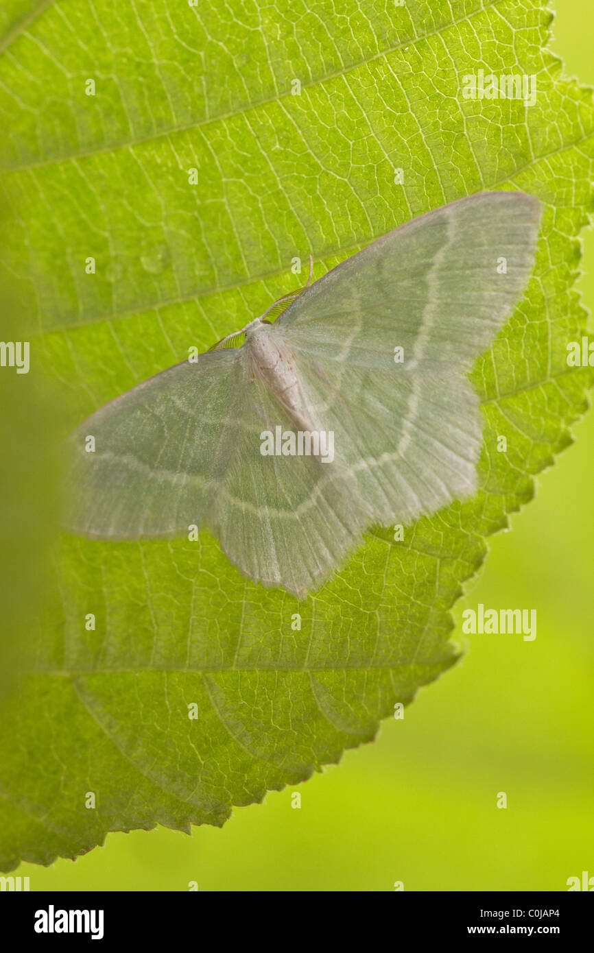 Little Emerald (Jodis lactearia Stock Photo - Alamy