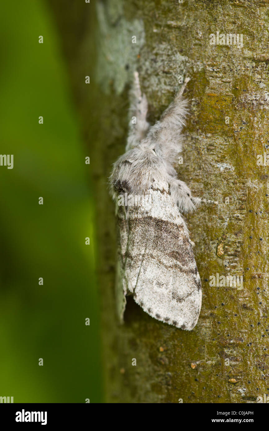 Pale Tussock (Calliteara pudibunda) male Stock Photo - Alamy