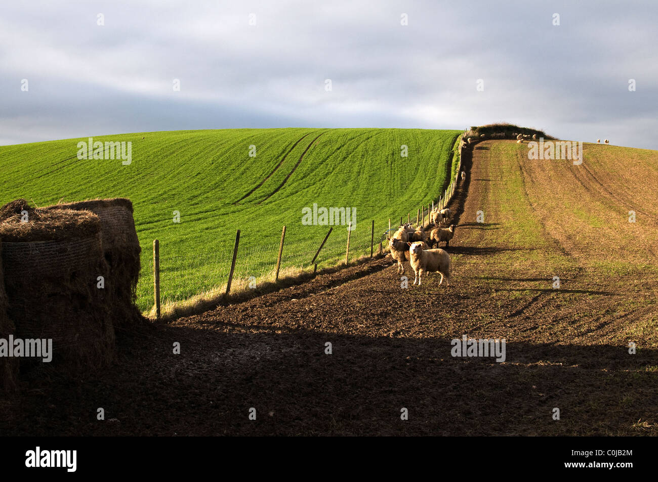 Sheep farming with lush Devon fields and Boundary fence with sheep ...